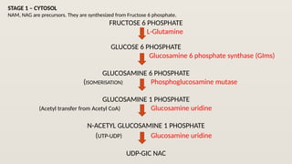 Biosynthetic pathway - Gluconeogenesis, Peptidoglycan synthesis | PPTX