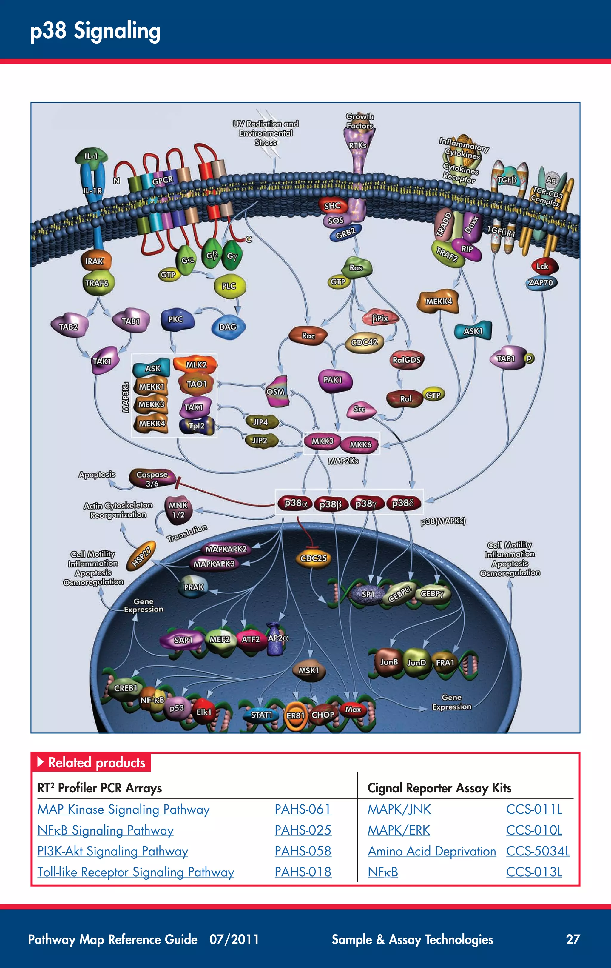Pathway map-reference-guide | PDF