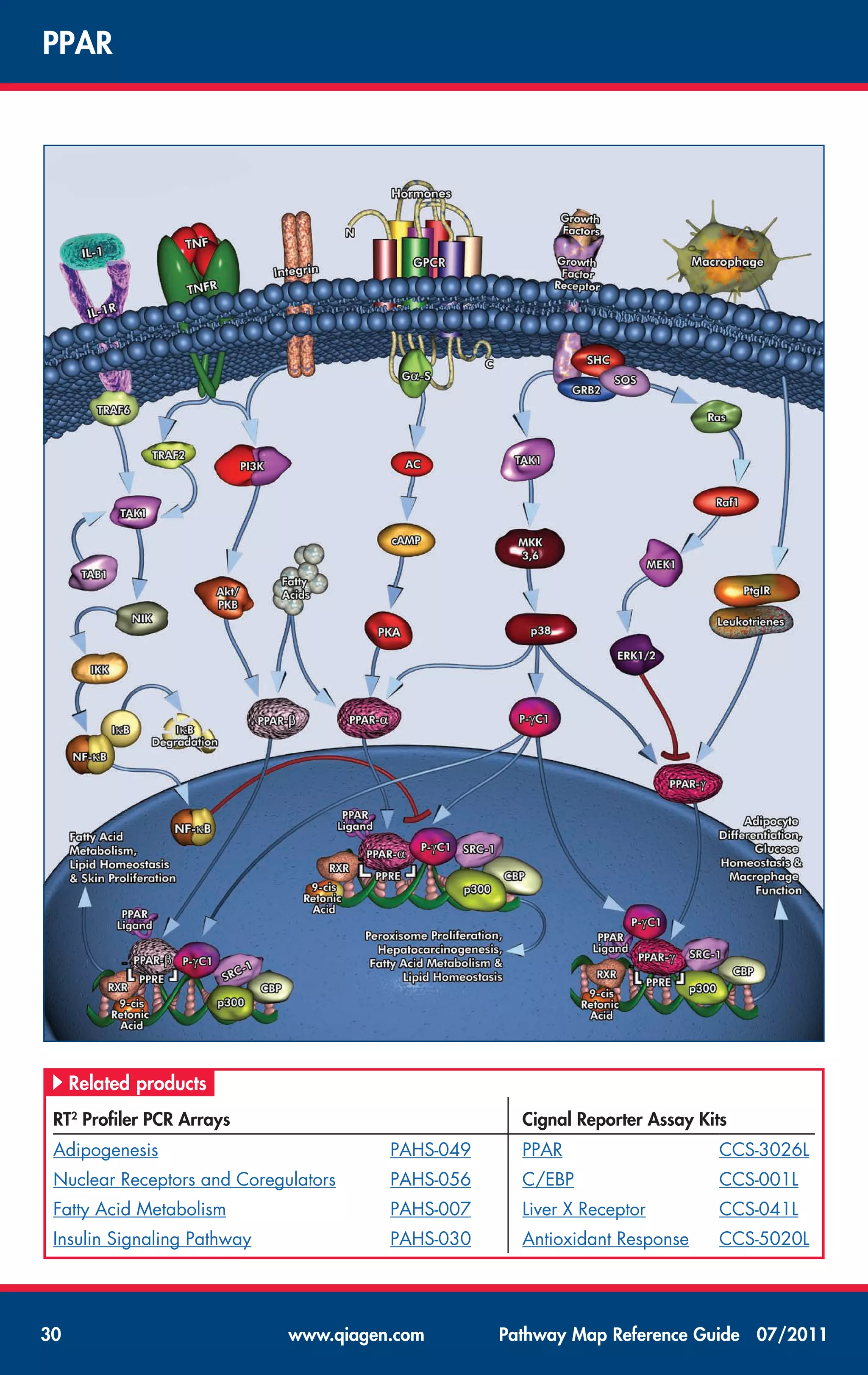 Pathway map-reference-guide | PDF