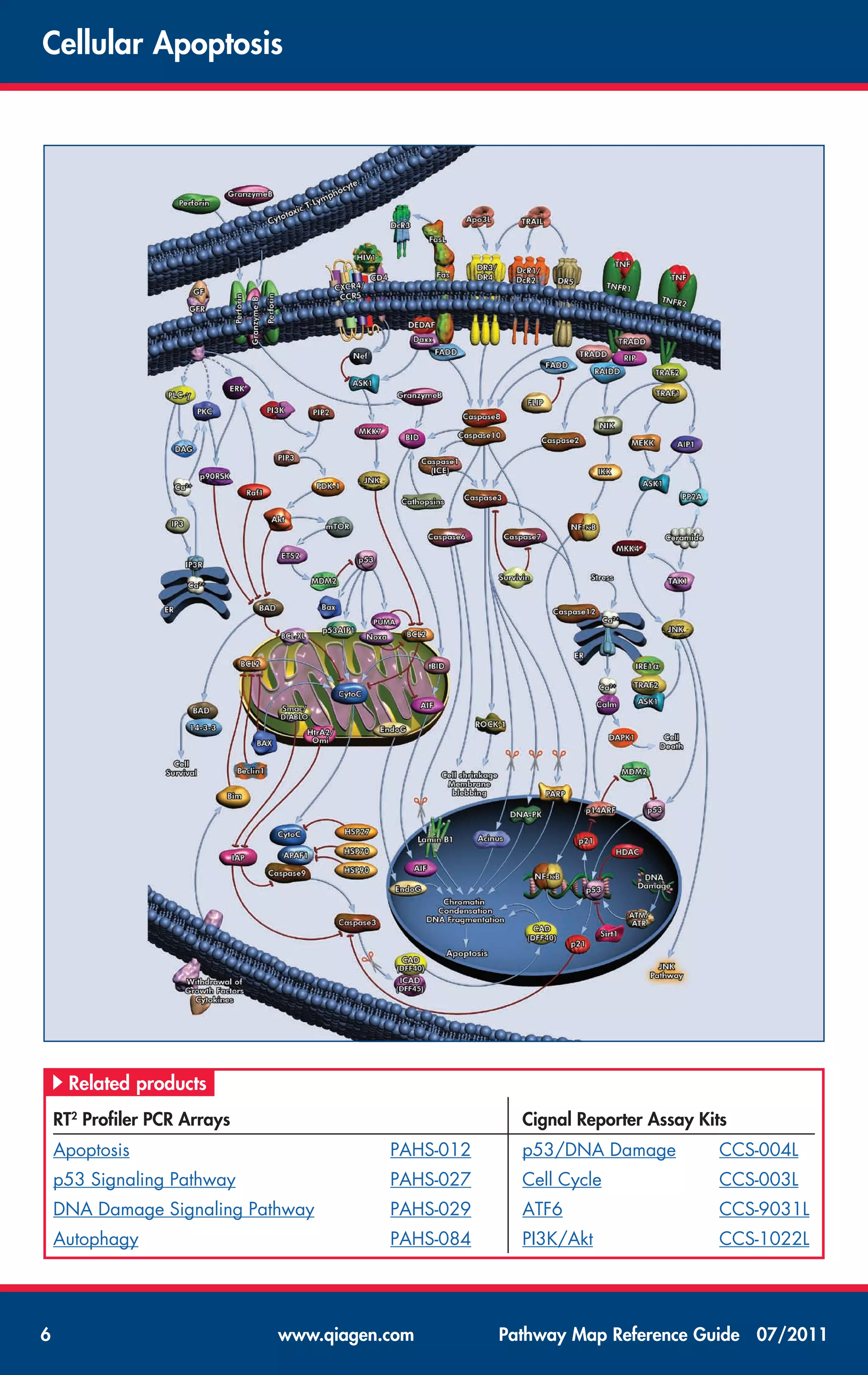 Pathway map-reference-guide | PDF