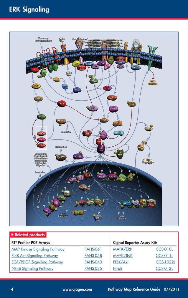 Pathway map-reference-guide | PDF