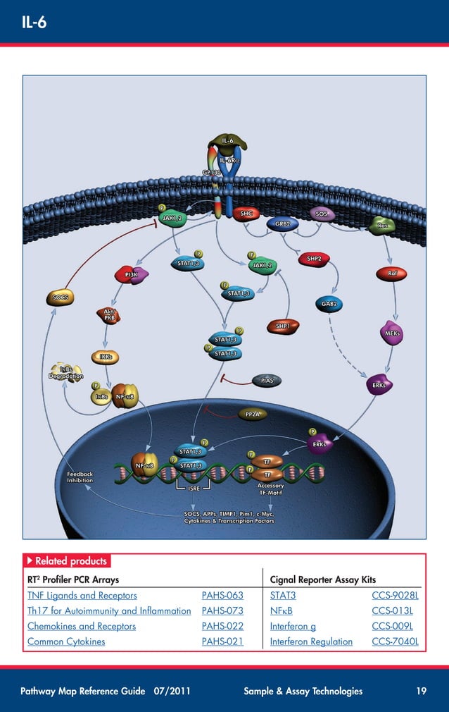 Pathway map-reference-guide | PDF