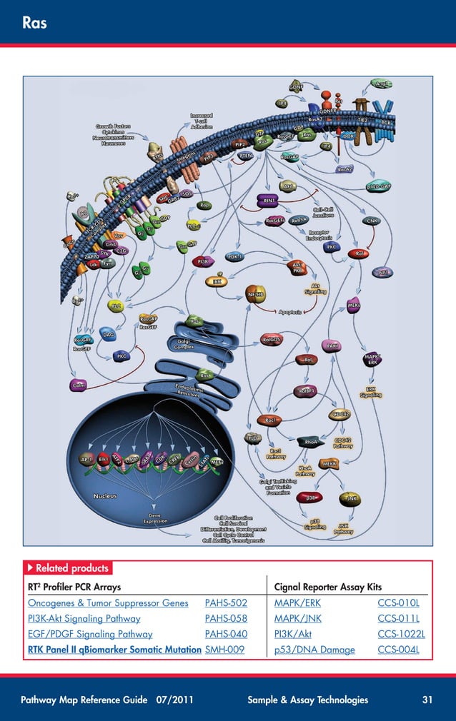 Pathway map-reference-guide | PDF