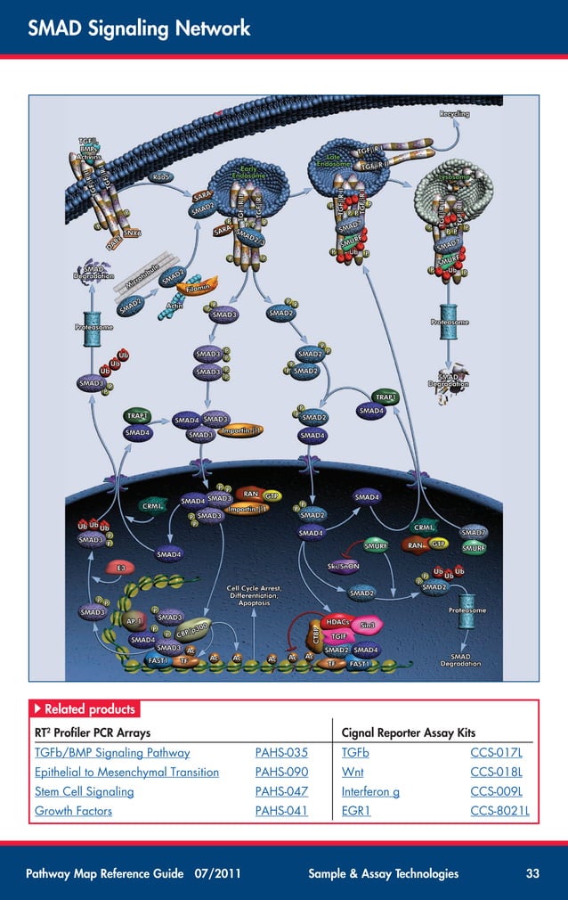 Pathway map-reference-guide | PDF