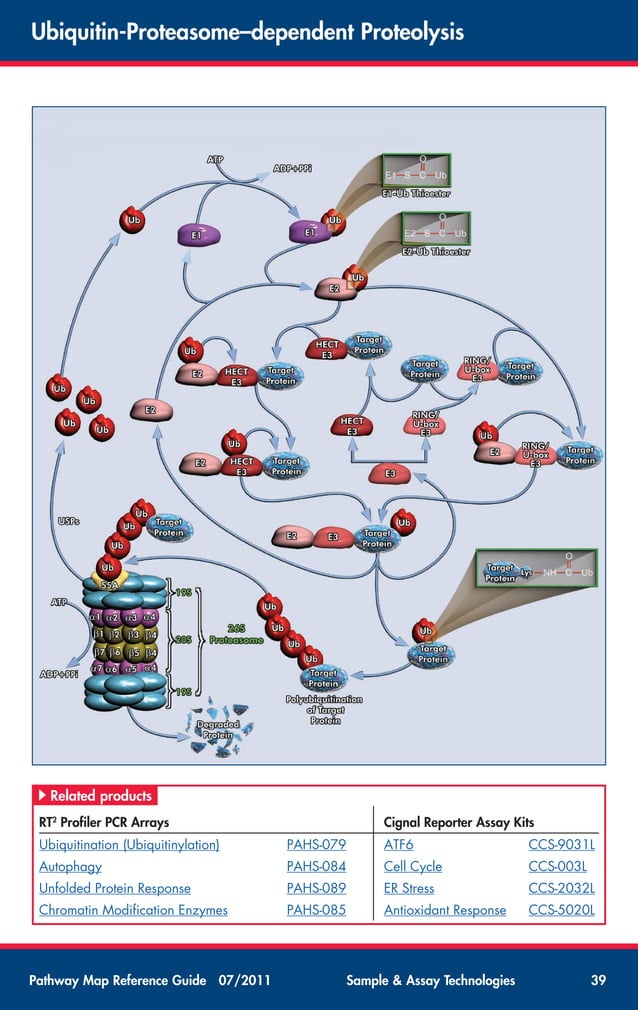 Pathway map-reference-guide | PDF