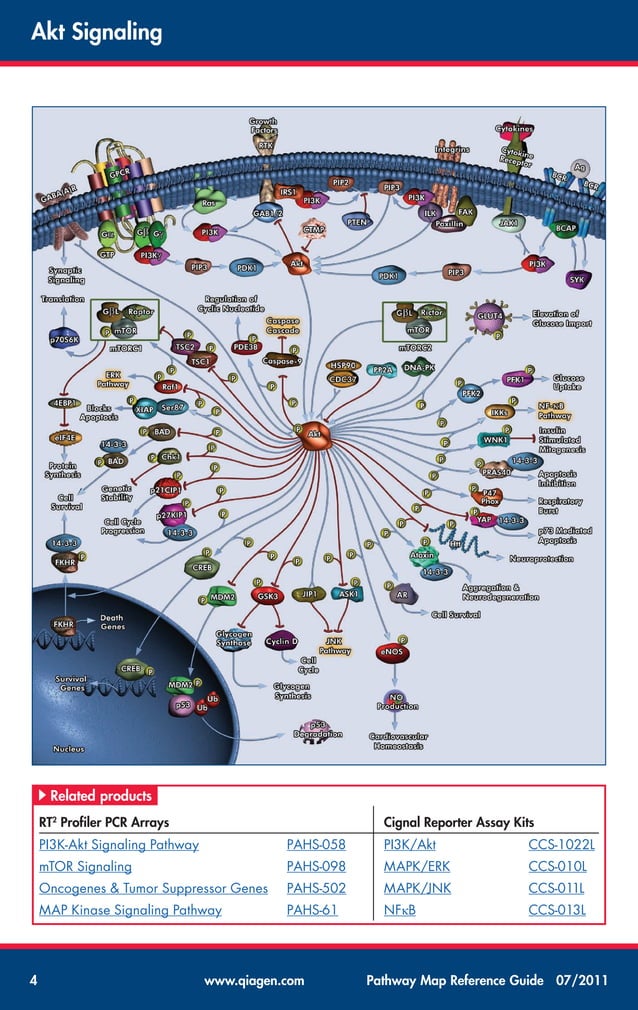 Pathway map-reference-guide | PDF