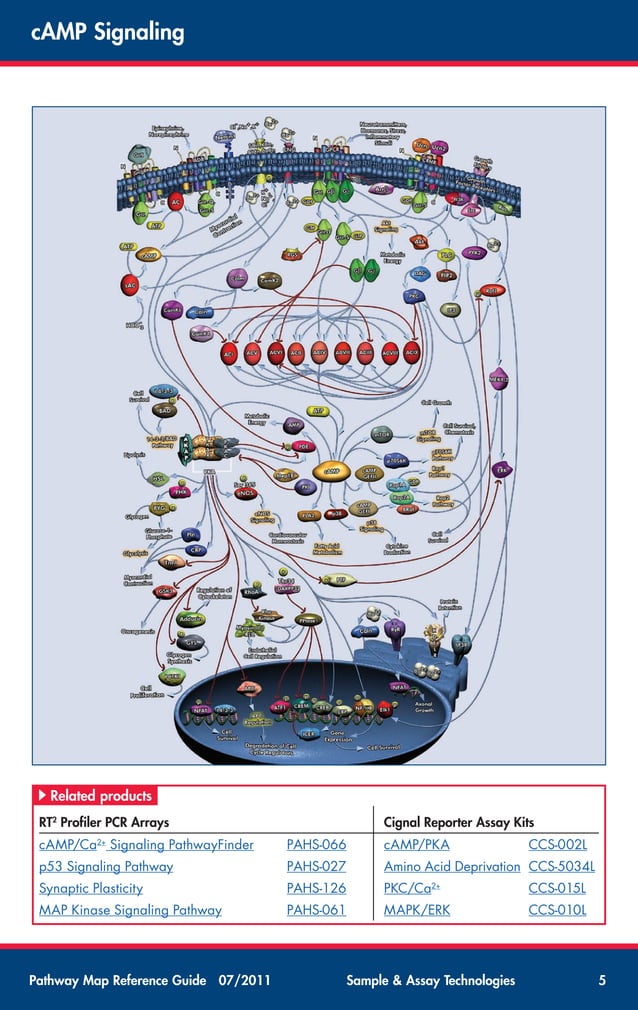 Pathway map-reference-guide | PDF