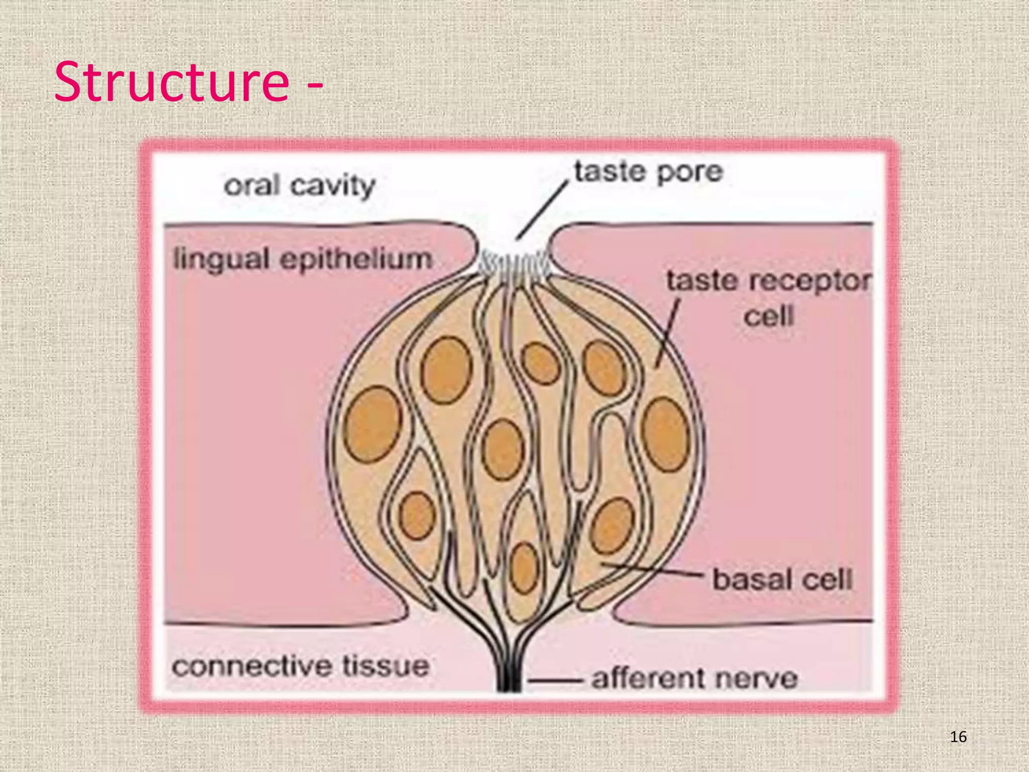 Pathway for taste sensation | PPTX