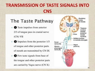 Pathway for taste sensation | PPTX | Ear, Nose and Throat Conditions ...