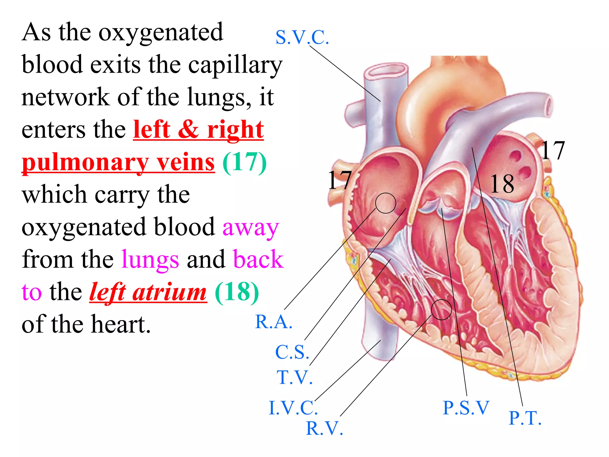 Pathway of blood | PPT