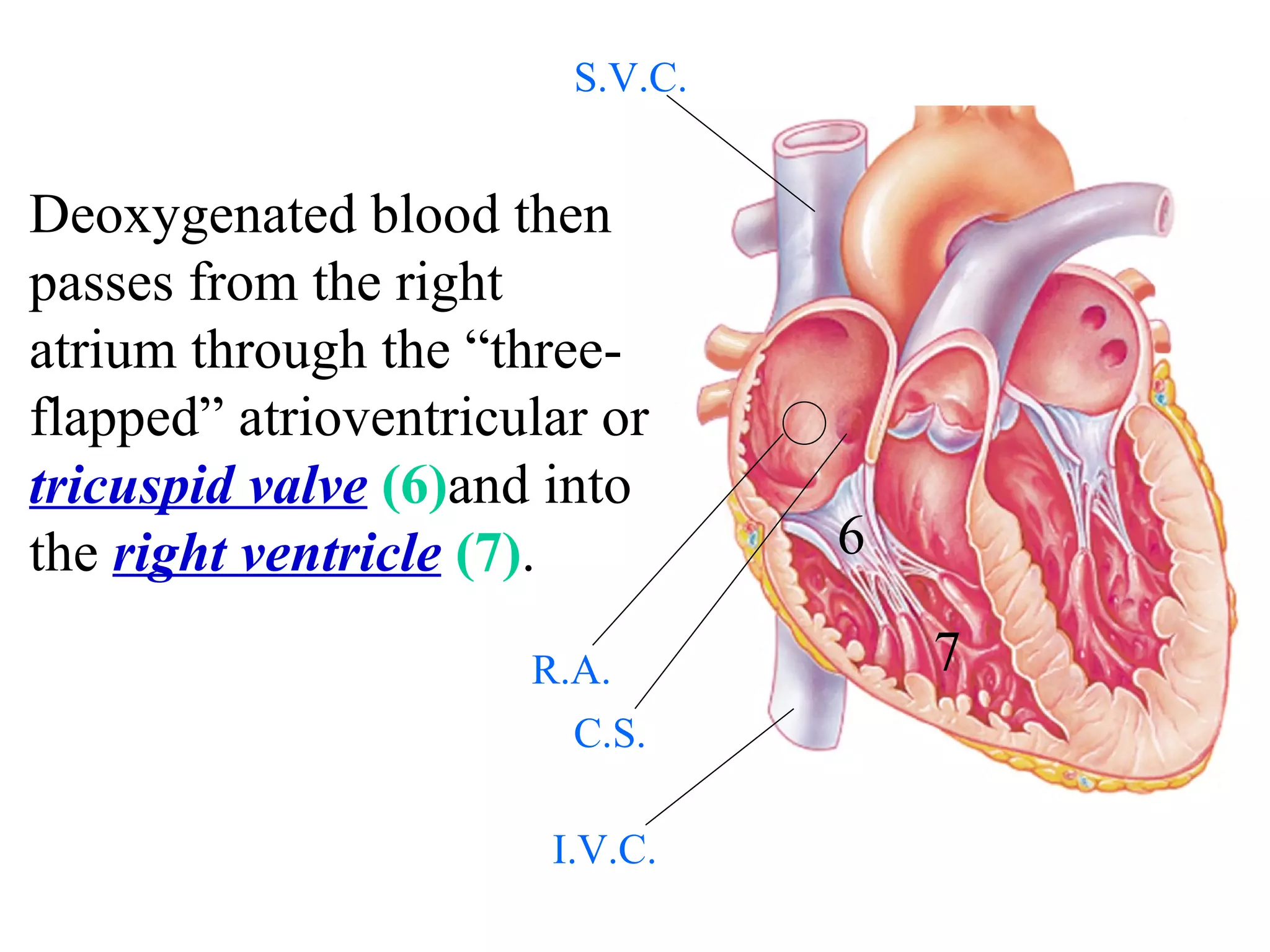 Pathway of blood | PPT