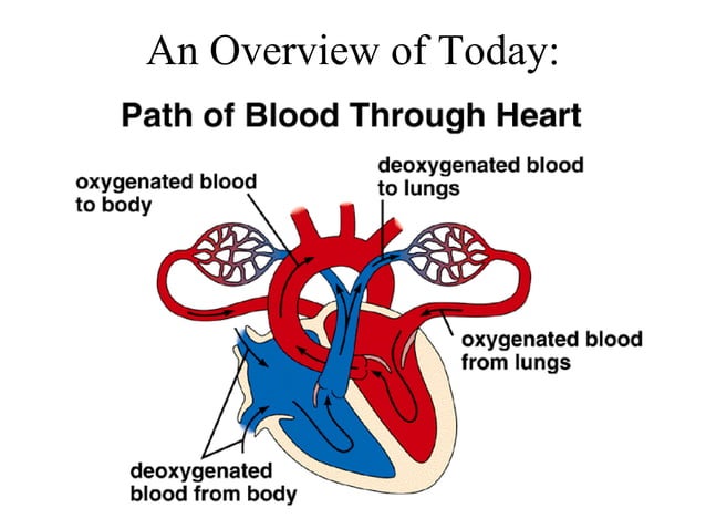 Pathway of blood | PPT