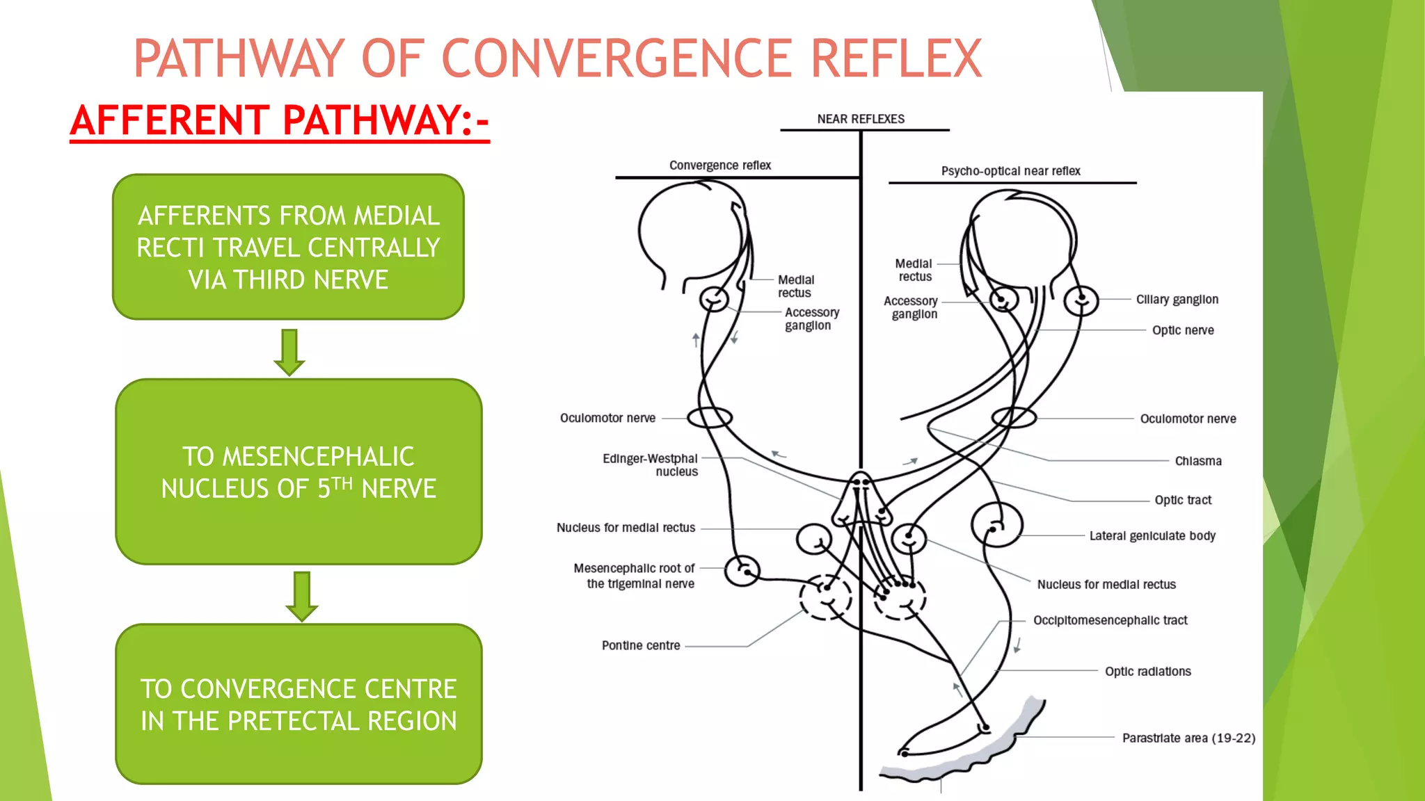 PATHWAY OF LIGHT REFLEX AND NEAR REFLEX.pptx
