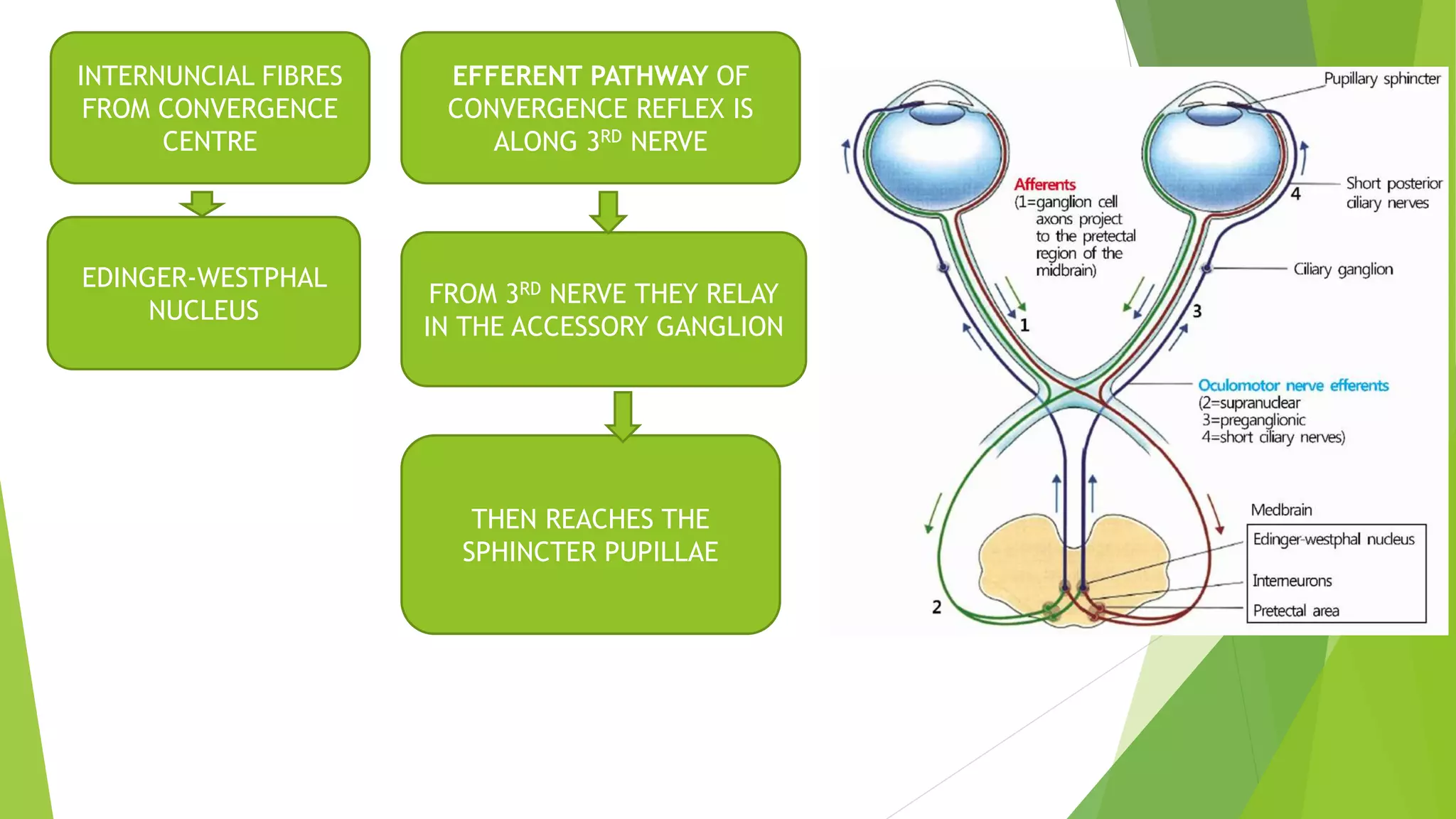PATHWAY OF LIGHT REFLEX AND NEAR REFLEX.pptx