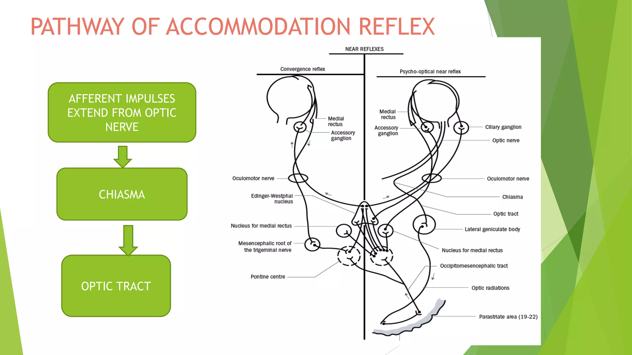 PATHWAY OF LIGHT REFLEX AND NEAR REFLEX.pptx