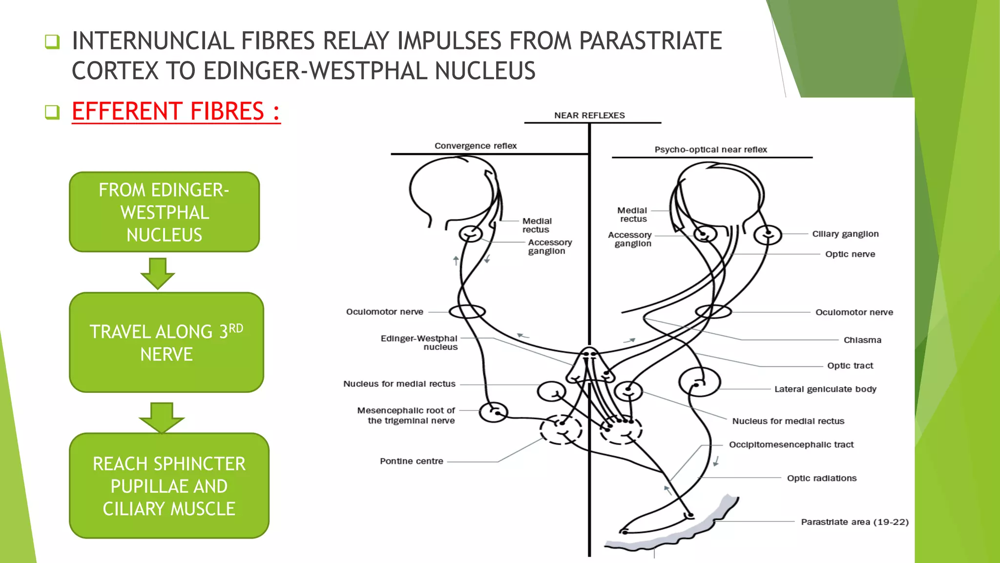 PATHWAY OF LIGHT REFLEX AND NEAR REFLEX.pptx