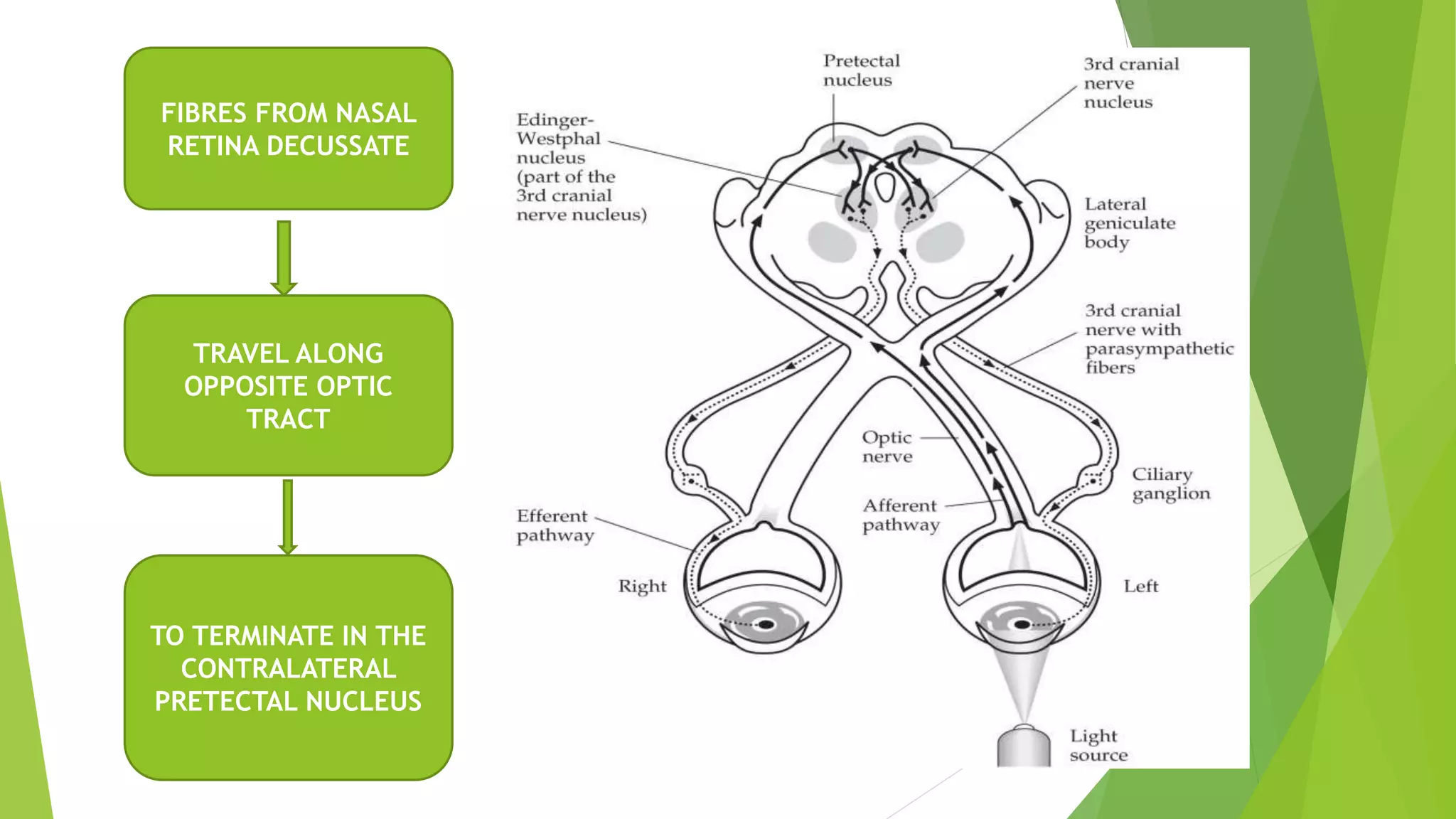 PATHWAY OF LIGHT REFLEX AND NEAR REFLEX.pptx