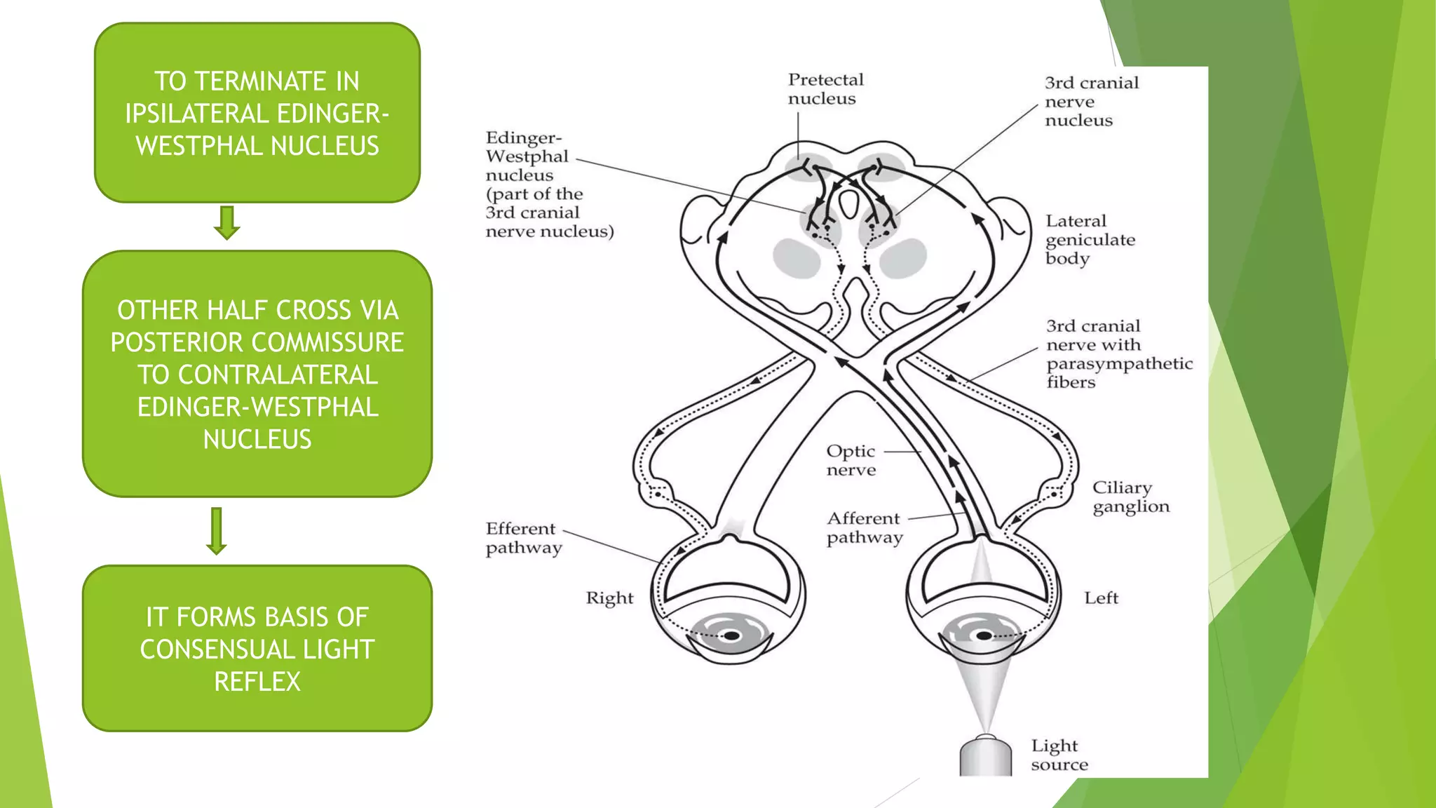 PATHWAY OF LIGHT REFLEX AND NEAR REFLEX.pptx
