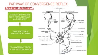 PATHWAY OF LIGHT REFLEX AND NEAR REFLEX.pptx