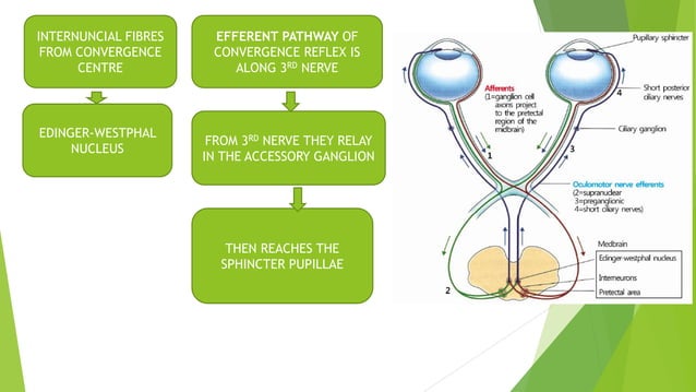 PATHWAY OF LIGHT REFLEX AND NEAR REFLEX.pptx | Death, Injury, or ...