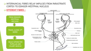 PATHWAY OF LIGHT REFLEX AND NEAR REFLEX.pptx