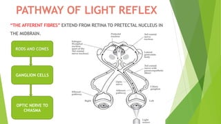 PATHWAY OF LIGHT REFLEX AND NEAR REFLEX.pptx