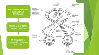 PATHWAY OF LIGHT REFLEX AND NEAR REFLEX.pptx