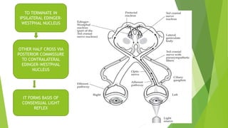 PATHWAY OF LIGHT REFLEX AND NEAR REFLEX.pptx