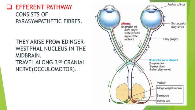PATHWAY OF LIGHT REFLEX AND NEAR REFLEX.pptx | Death, Injury, or ...