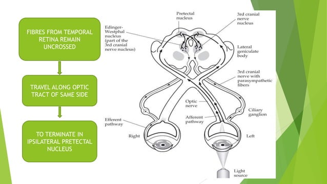 PATHWAY OF LIGHT REFLEX AND NEAR REFLEX.pptx