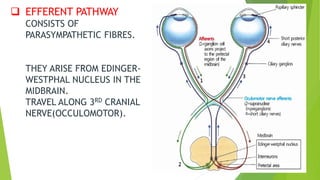 PATHWAY OF LIGHT REFLEX AND NEAR REFLEX.pptx