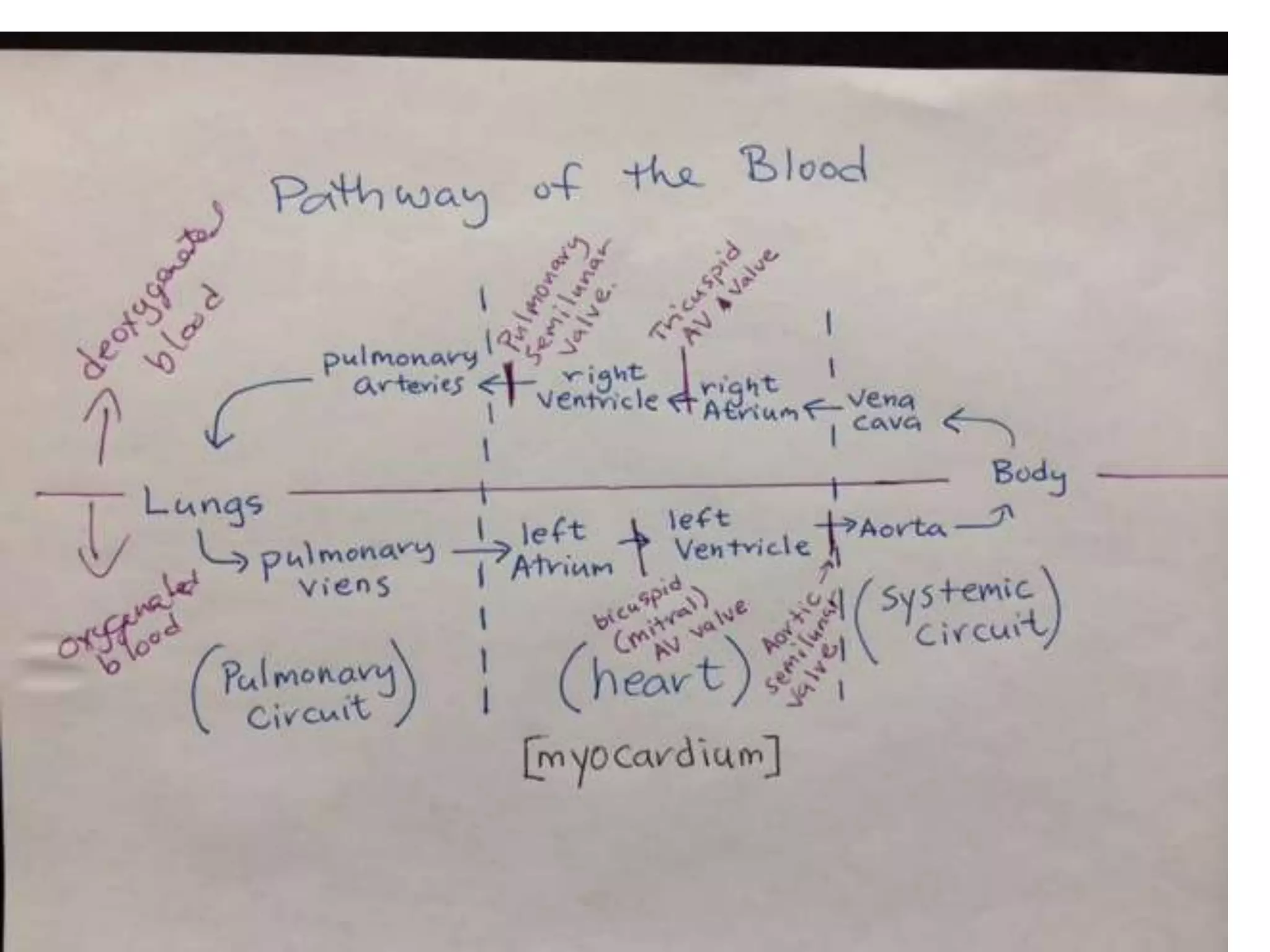 Pathway of the blood | PPTX