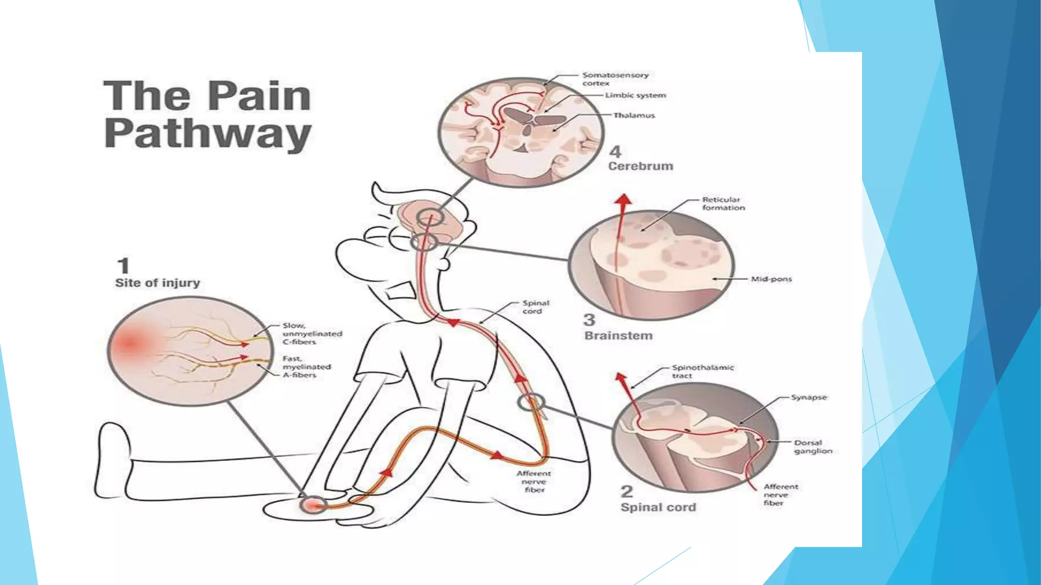 Pathway , physiology , perception of pain | PPTX