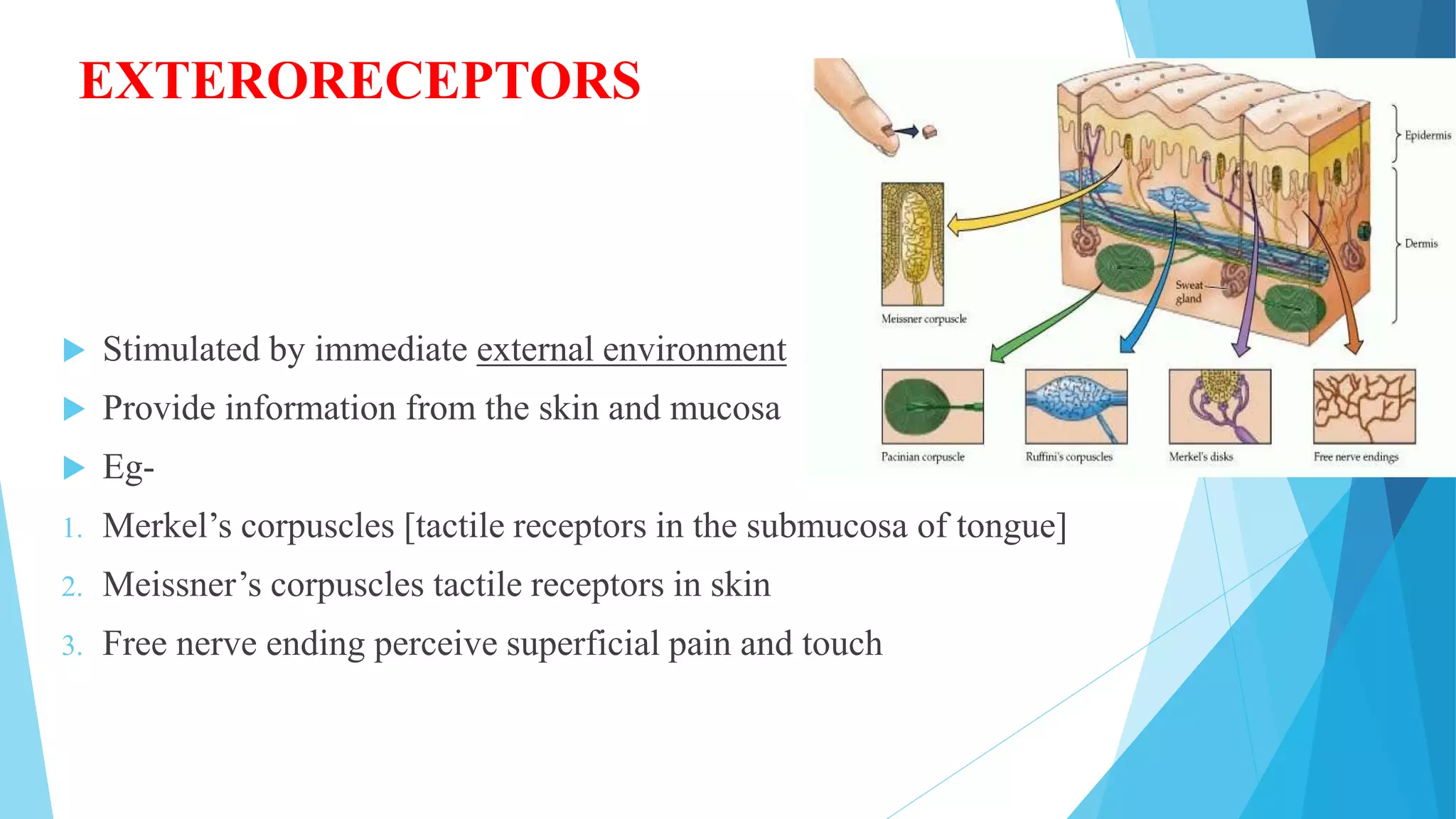 Pathway , physiology , perception of pain | PPTX