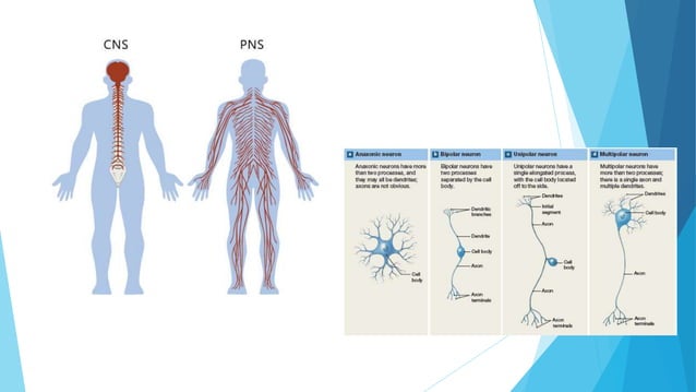 Pathway , physiology , perception of pain | PPTX