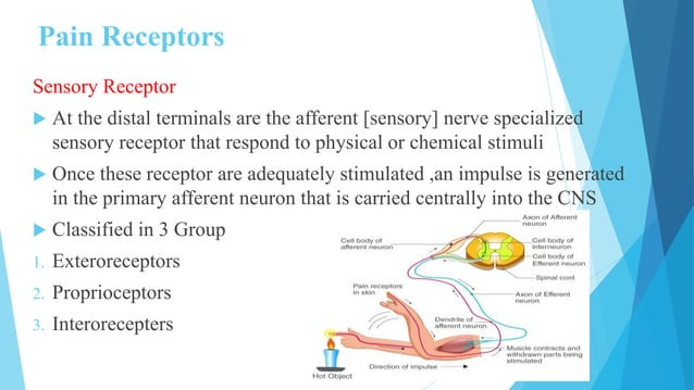 Pathway , physiology , perception of pain | PPTX