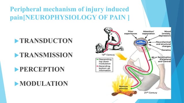 Pathway , physiology , perception of pain | PPTX