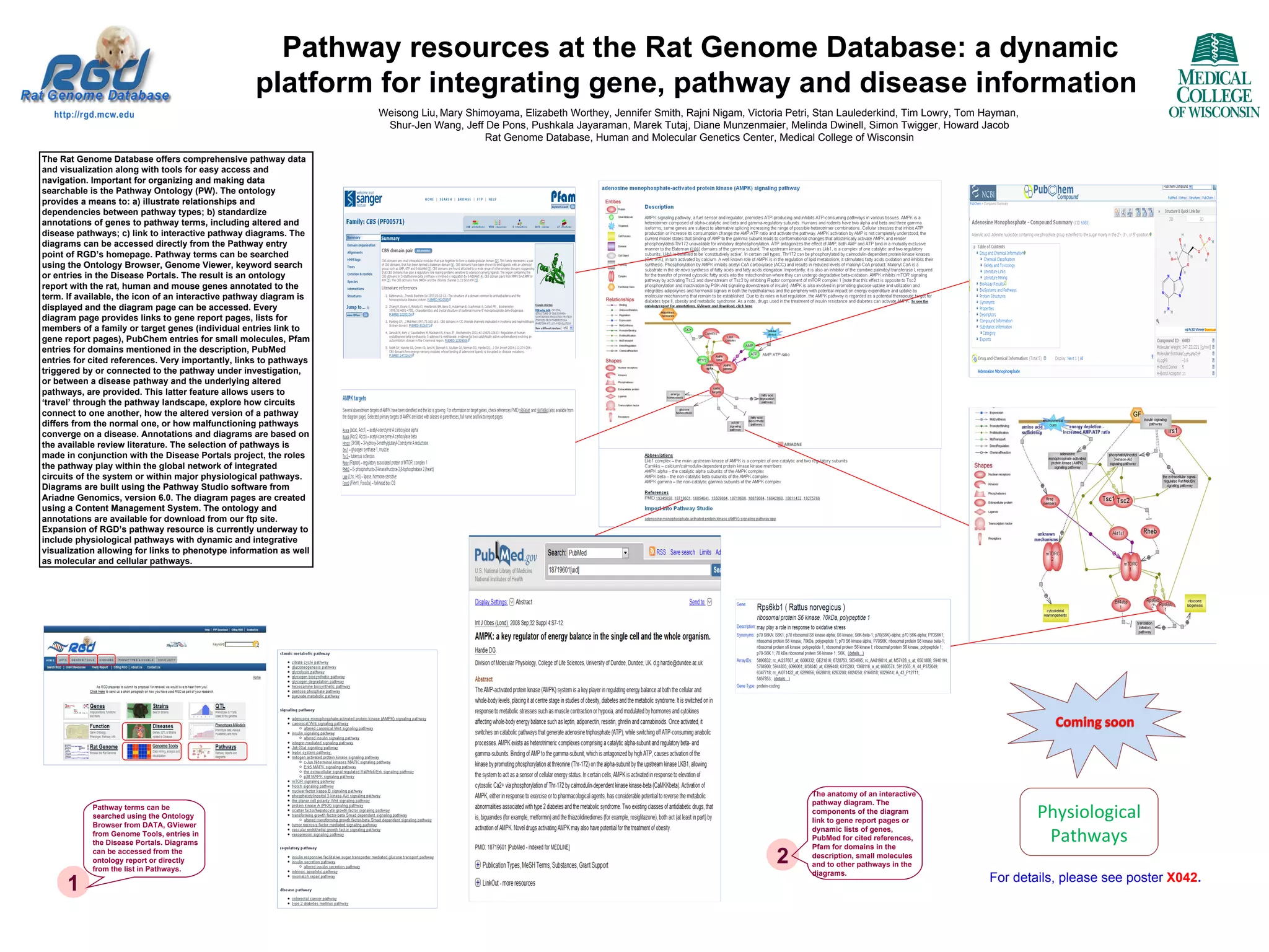 Pathway resources at the rat genome database | PPT