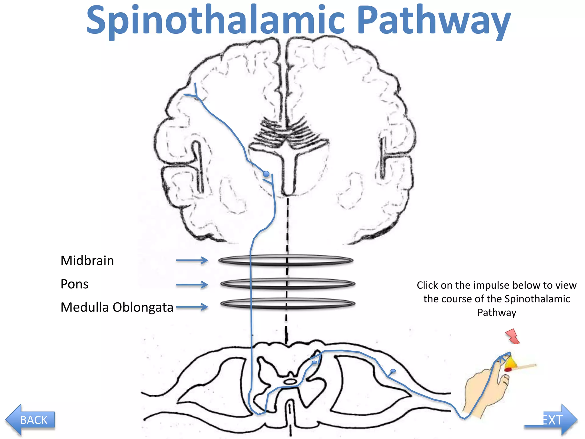 Sensory Pathways | PPTX