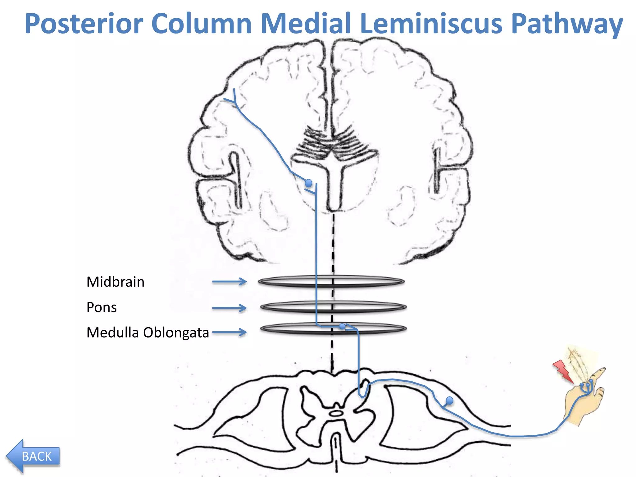 Sensory Pathways | PPTX