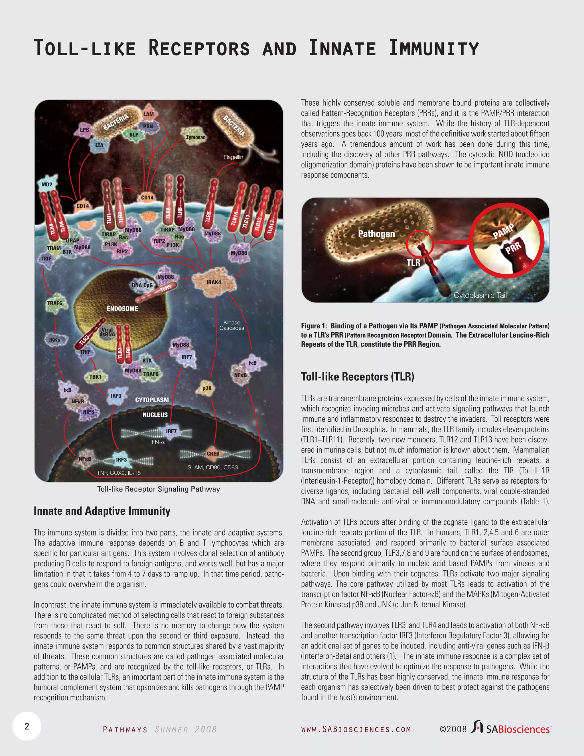 Pathways07 Tlr Pdf