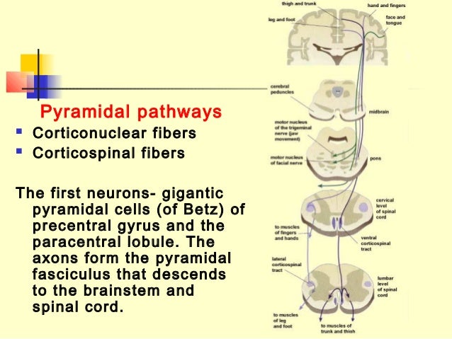 Extrapyramidal System Anatomy And Clinical Importance Kenhub