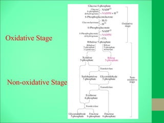 Pathways in carbohydrate metabolism | PPT