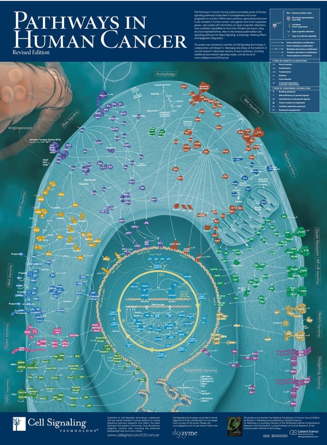 Pathways in human_cancer | PDF