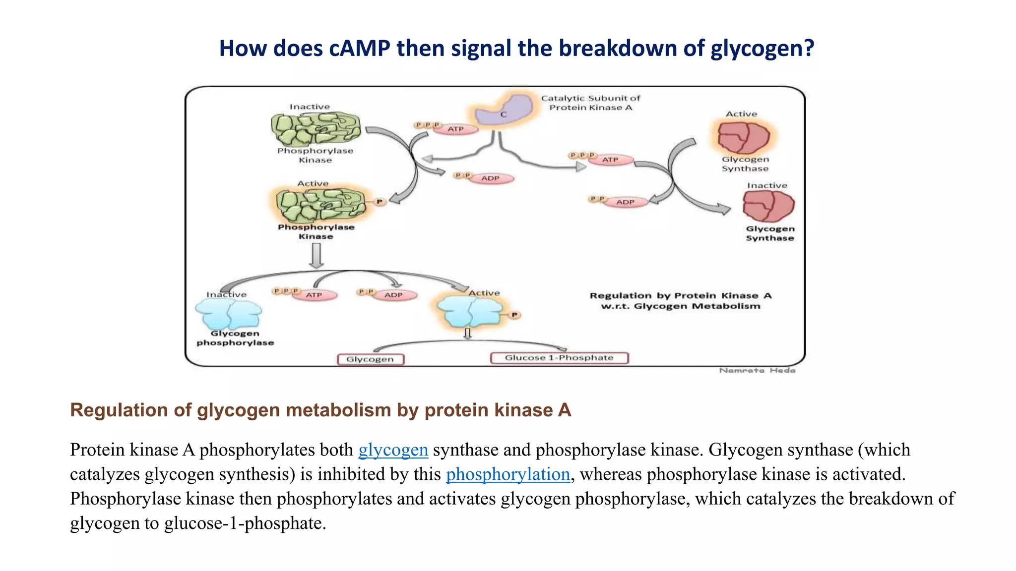 Pathways of intracellular signal transduction | PPTX