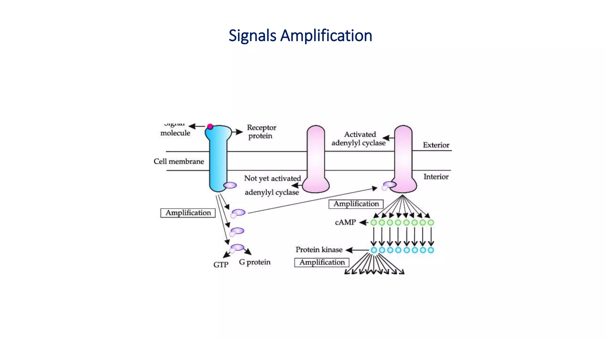Pathways of intracellular signal transduction | PPTX