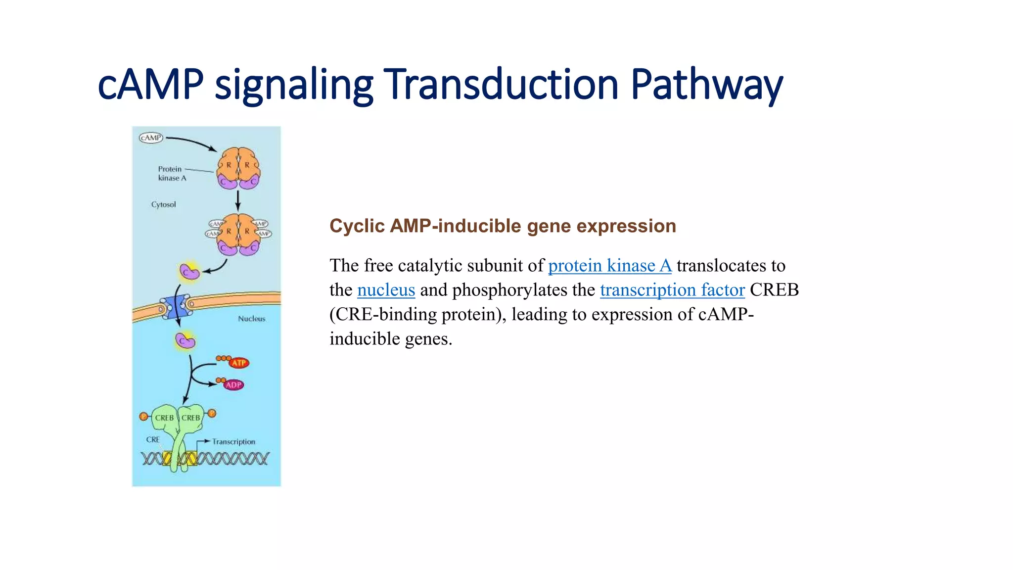 Pathways of intracellular signal transduction | PPTX