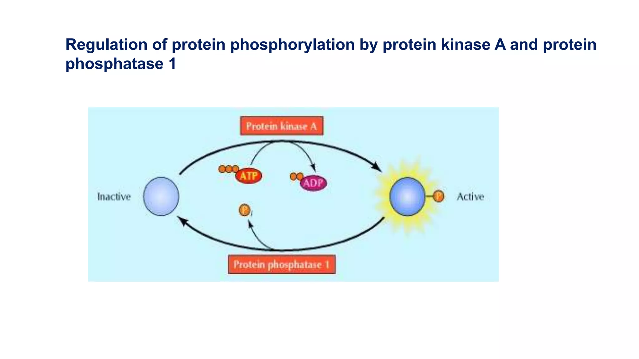 Pathways of intracellular signal transduction | PPTX