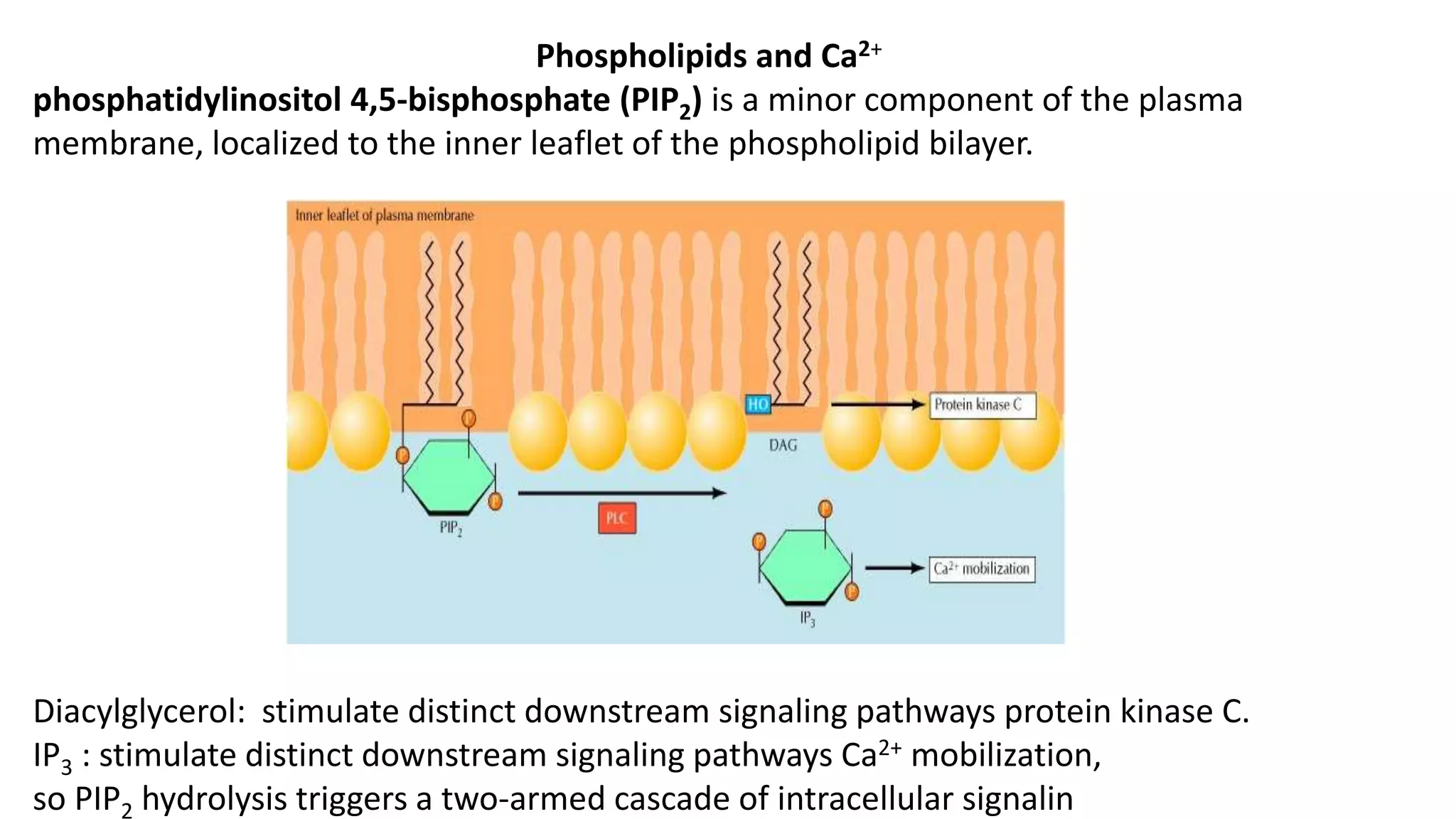 Pathways of intracellular signal transduction | PPTX