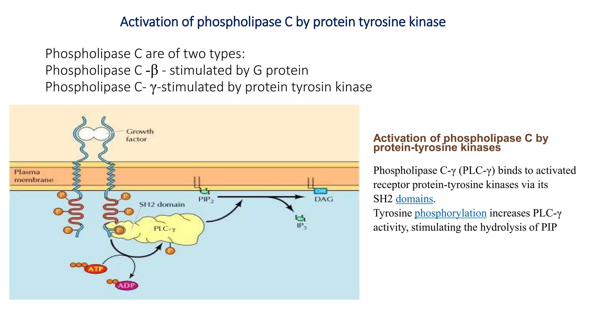 Pathways of intracellular signal transduction | PPTX